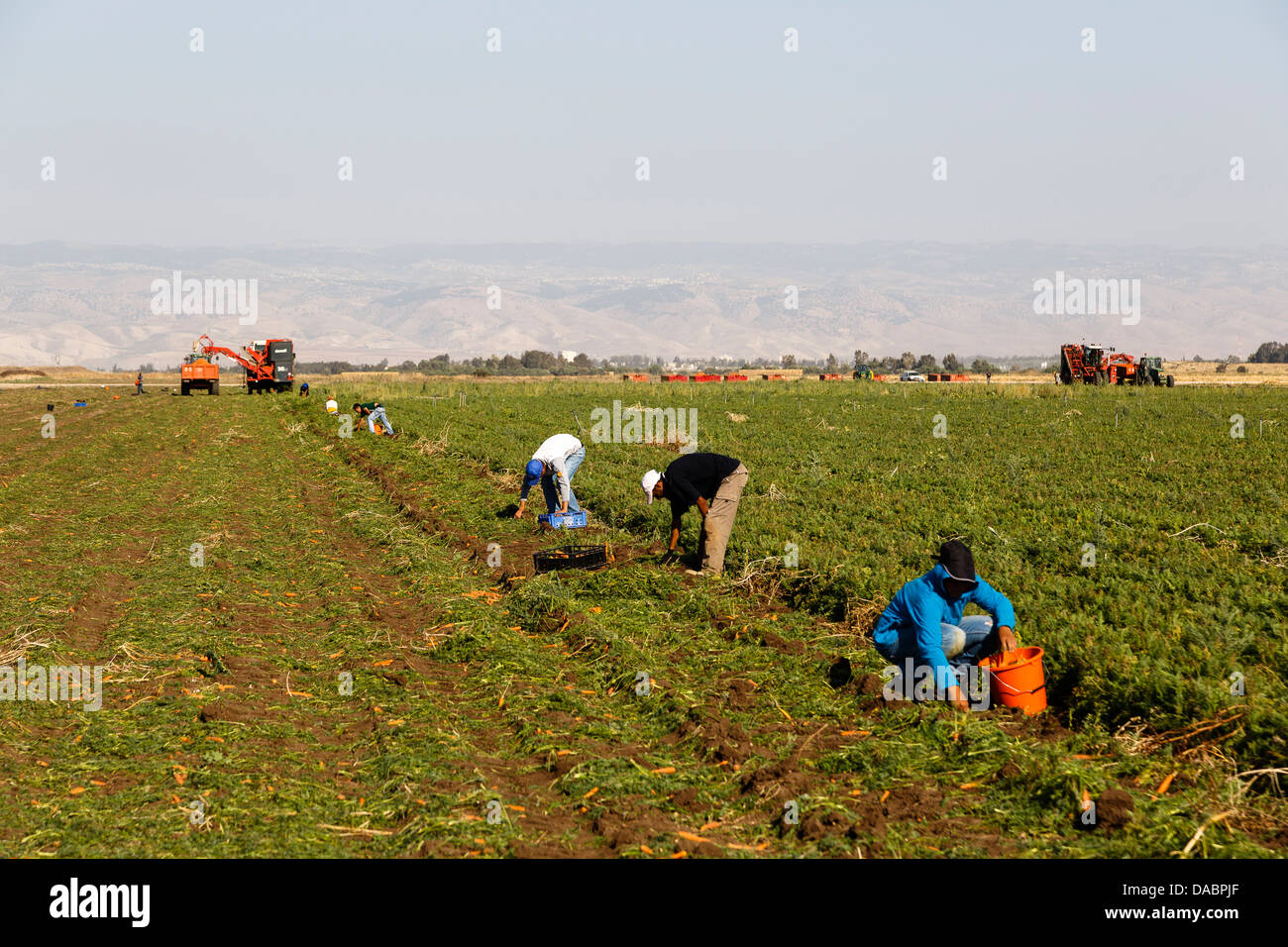 Carrot cultivation, Beit Shean valley, Israel, Middle East Stock Photo ...