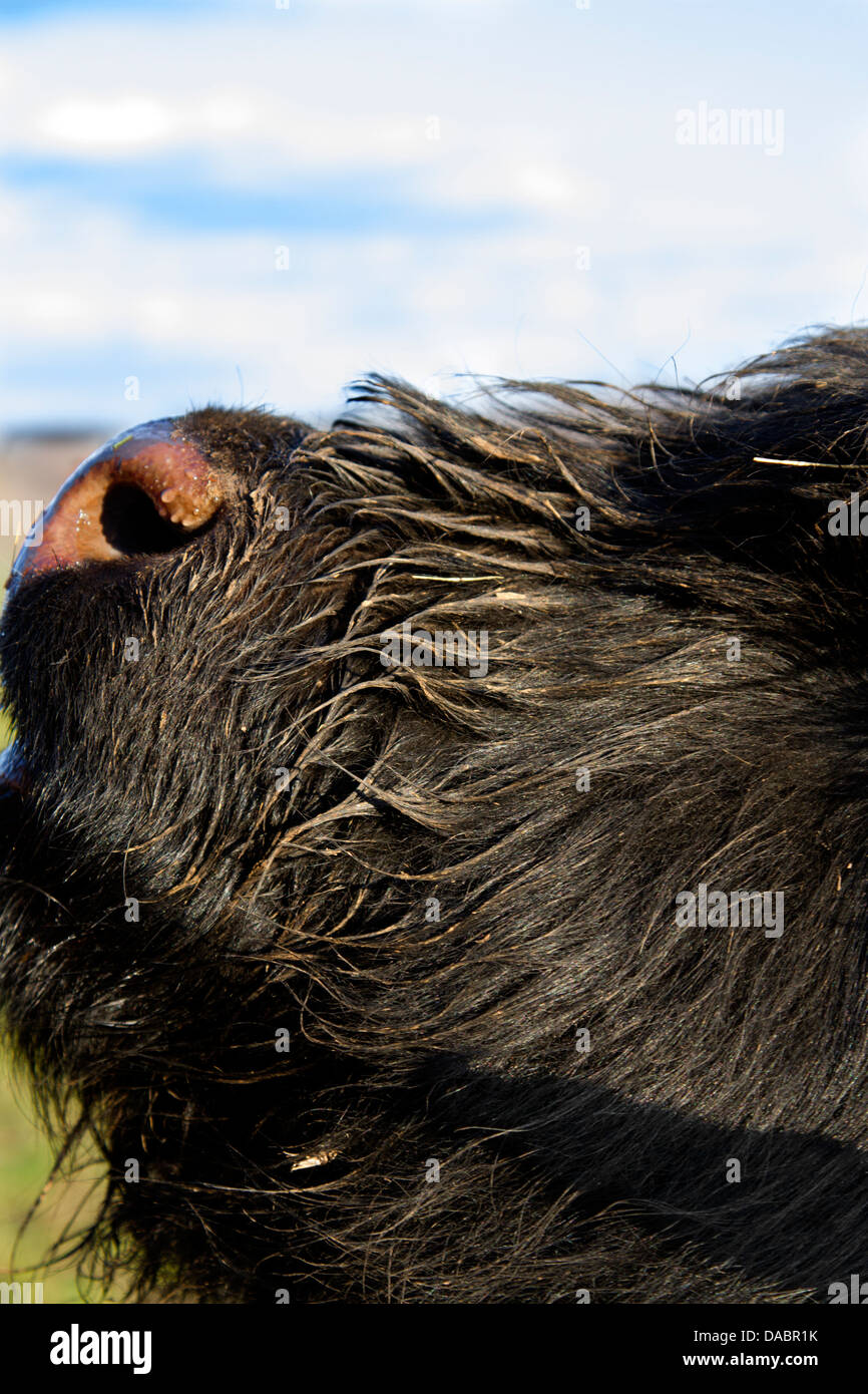 Scottish Highland Cow smelling spring air Stock Photo - Alamy