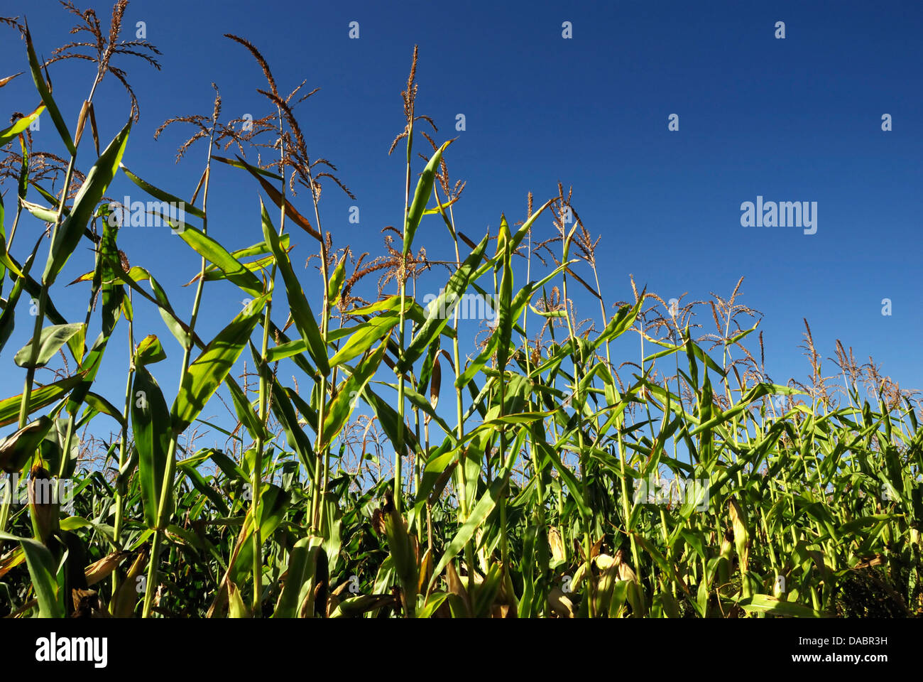 field of corn Stock Photo - Alamy
