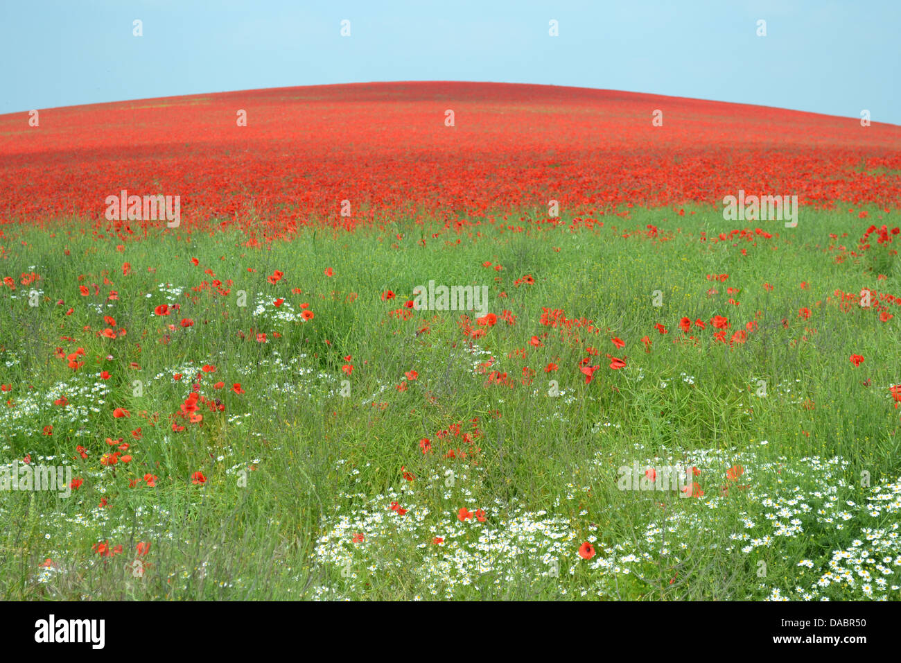 Red poppy field, Newhaven town, Sussex, England Stock Photo - Alamy