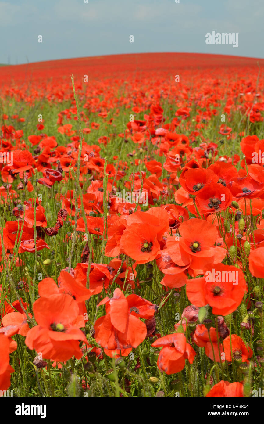 Poppy fields sussex hi-res stock photography and images - Alamy
