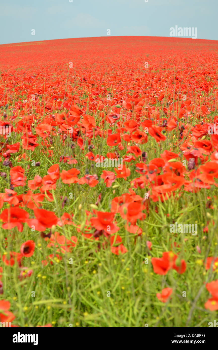 Red poppy field hi-res stock photography and images - Alamy