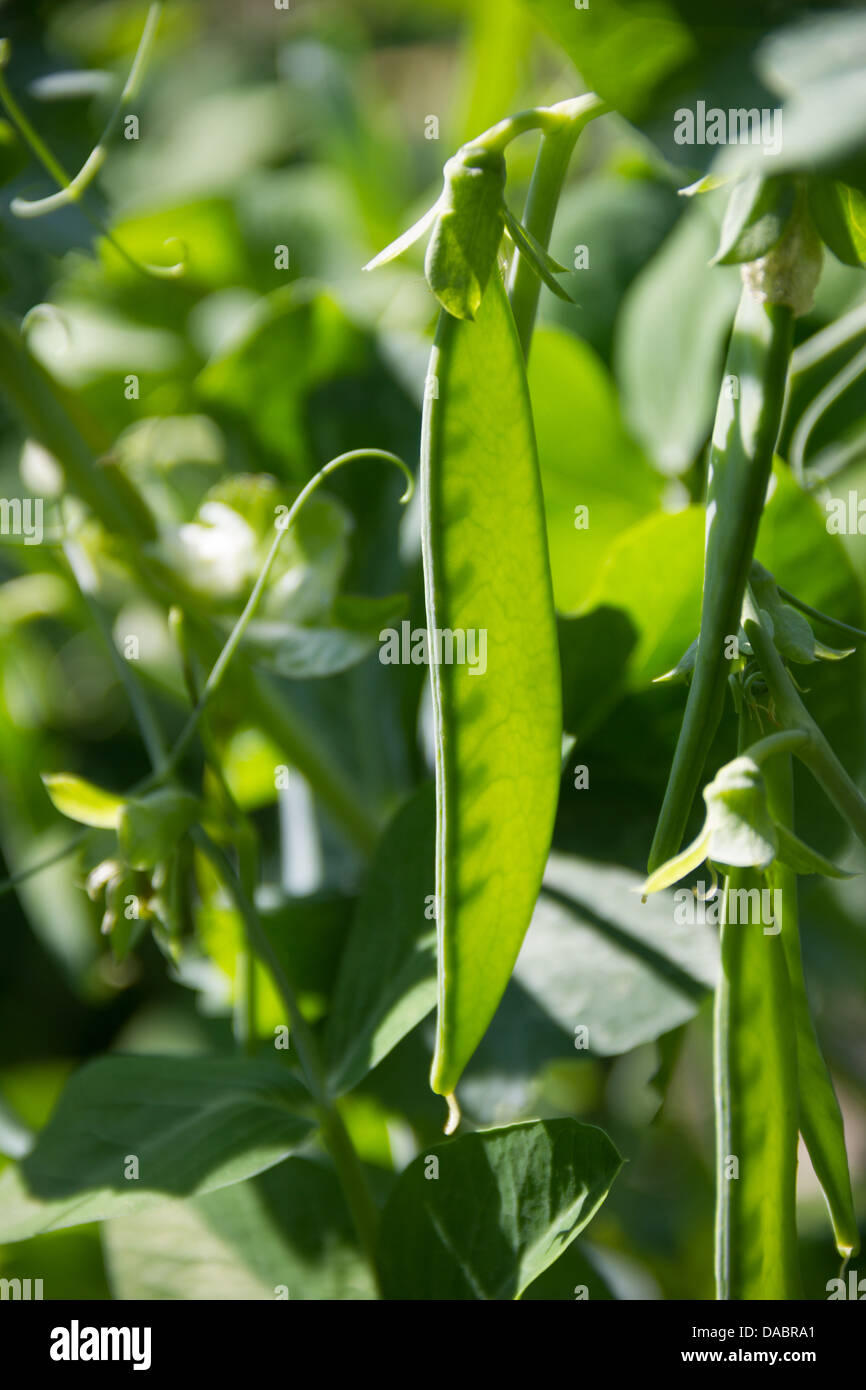 Pea growing on plant hi-res stock photography and images - Alamy
