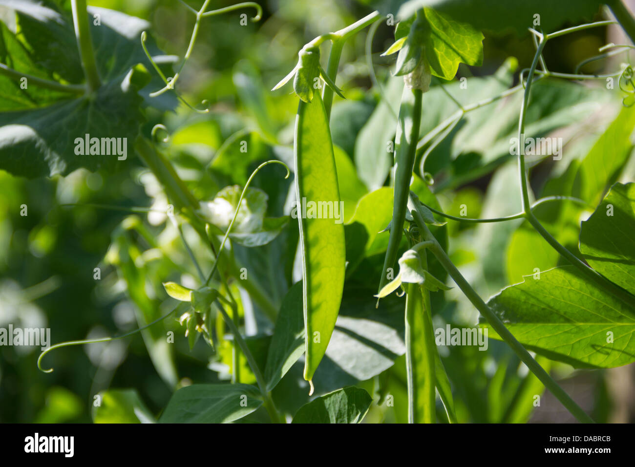 Young pea pod on a plant Stock Photo - Alamy