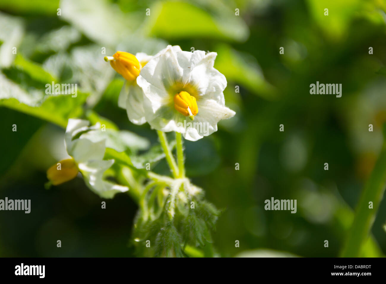 Potato plant flowers Stock Photo - Alamy
