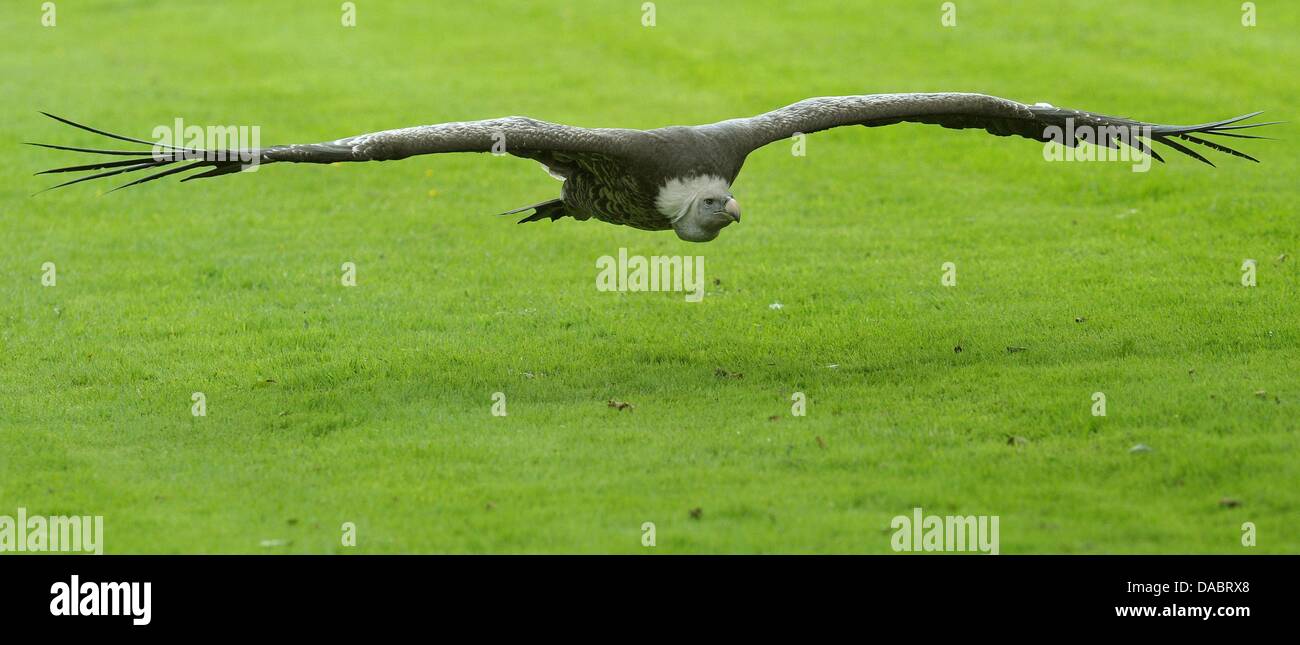 Rueppell's Vulture Vladimir performs during a bird show at ...