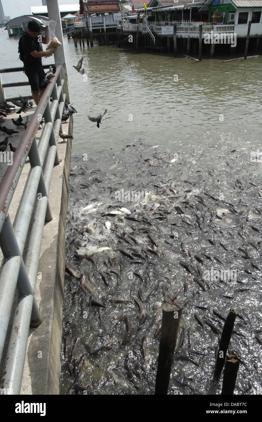 People feeding Giant Catfish near a temple at Chao Phraya river ...