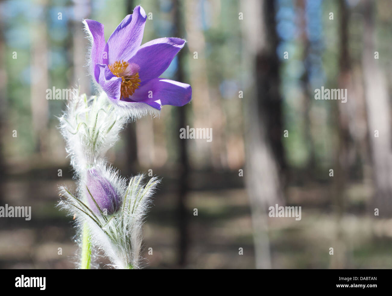 Violet pasque flowers in spring forest Stock Photo - Alamy