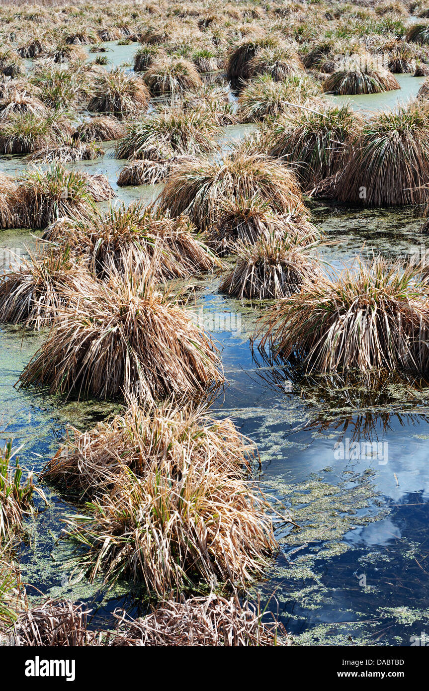 Hummocks grass hi-res stock photography and images - Alamy
