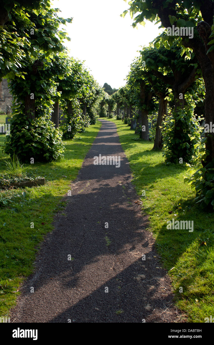 Row of lime trees hi-res stock photography and images - Alamy