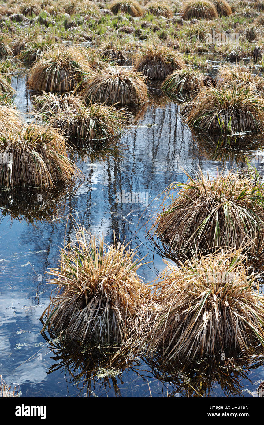 Hummocks grass hi-res stock photography and images - Alamy