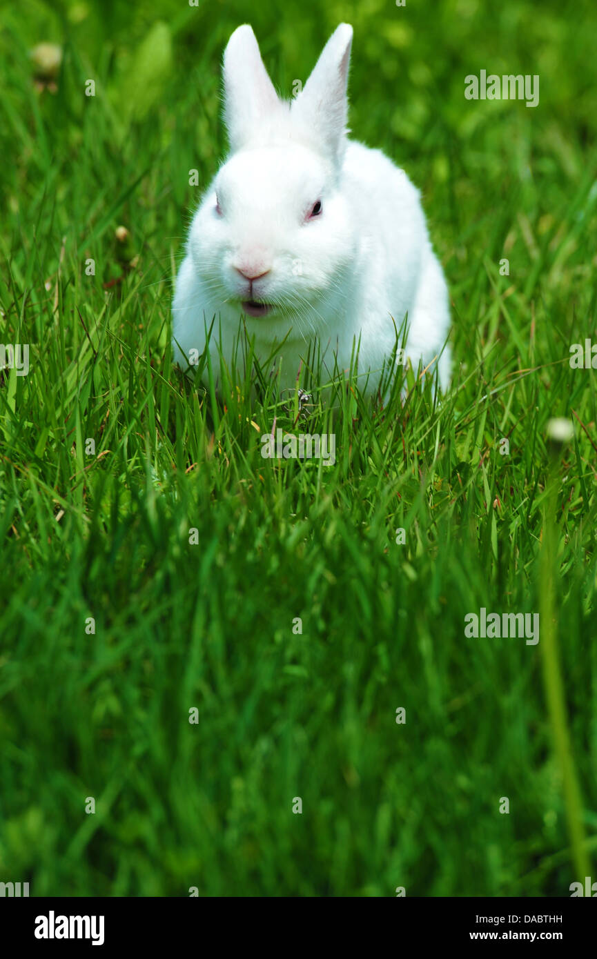 Rabbit eating grass Stock Photo - Alamy