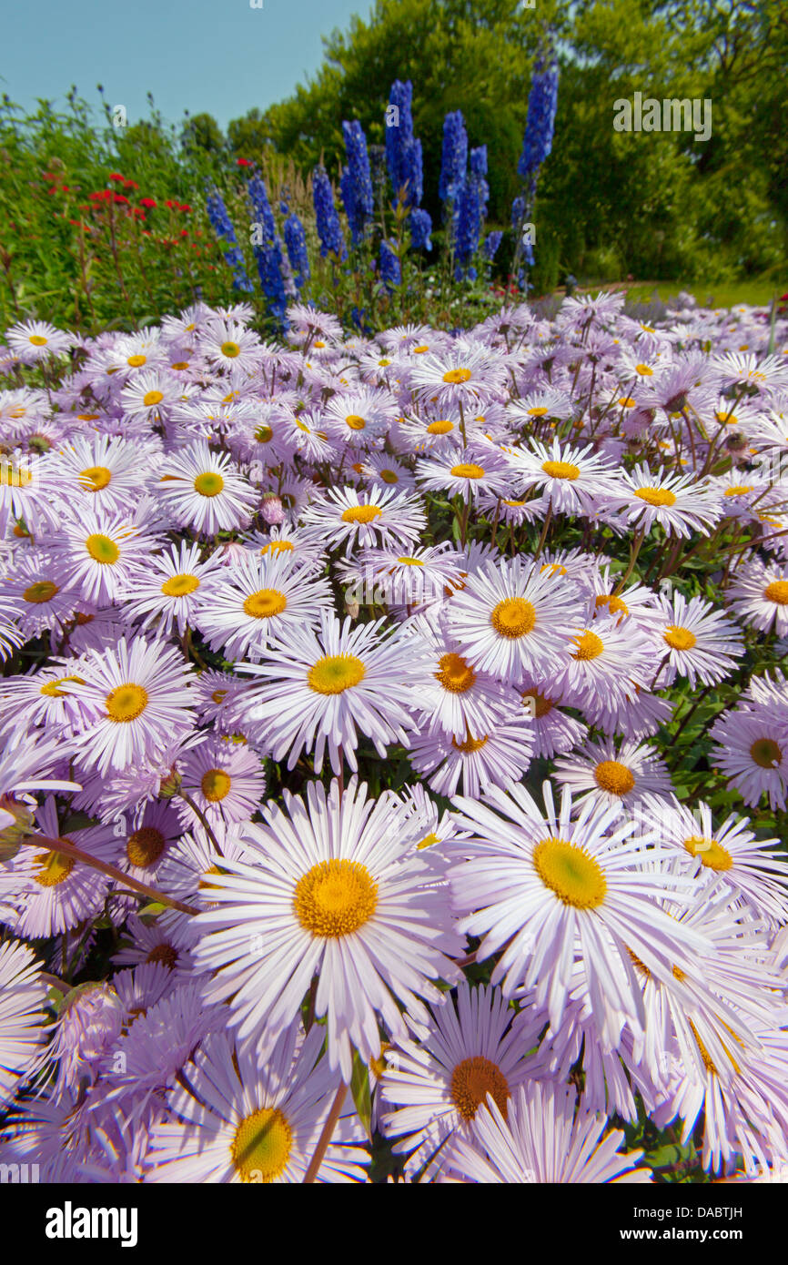 Delphiniums seed hi-res stock photography and images - Alamy