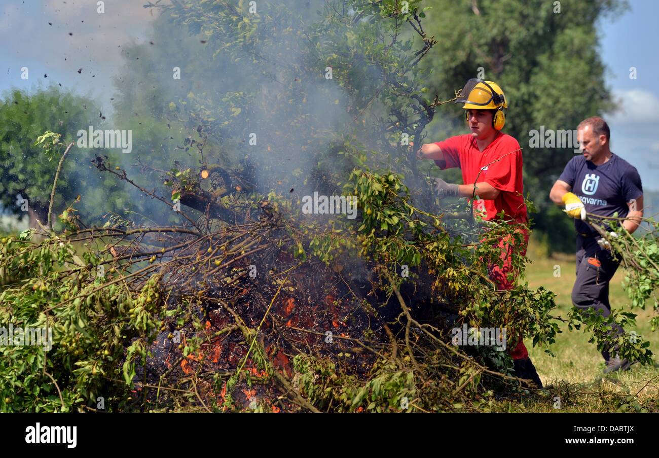 Foresters burn plants infected by fire blight near Seeburg, Germany, 10 ...