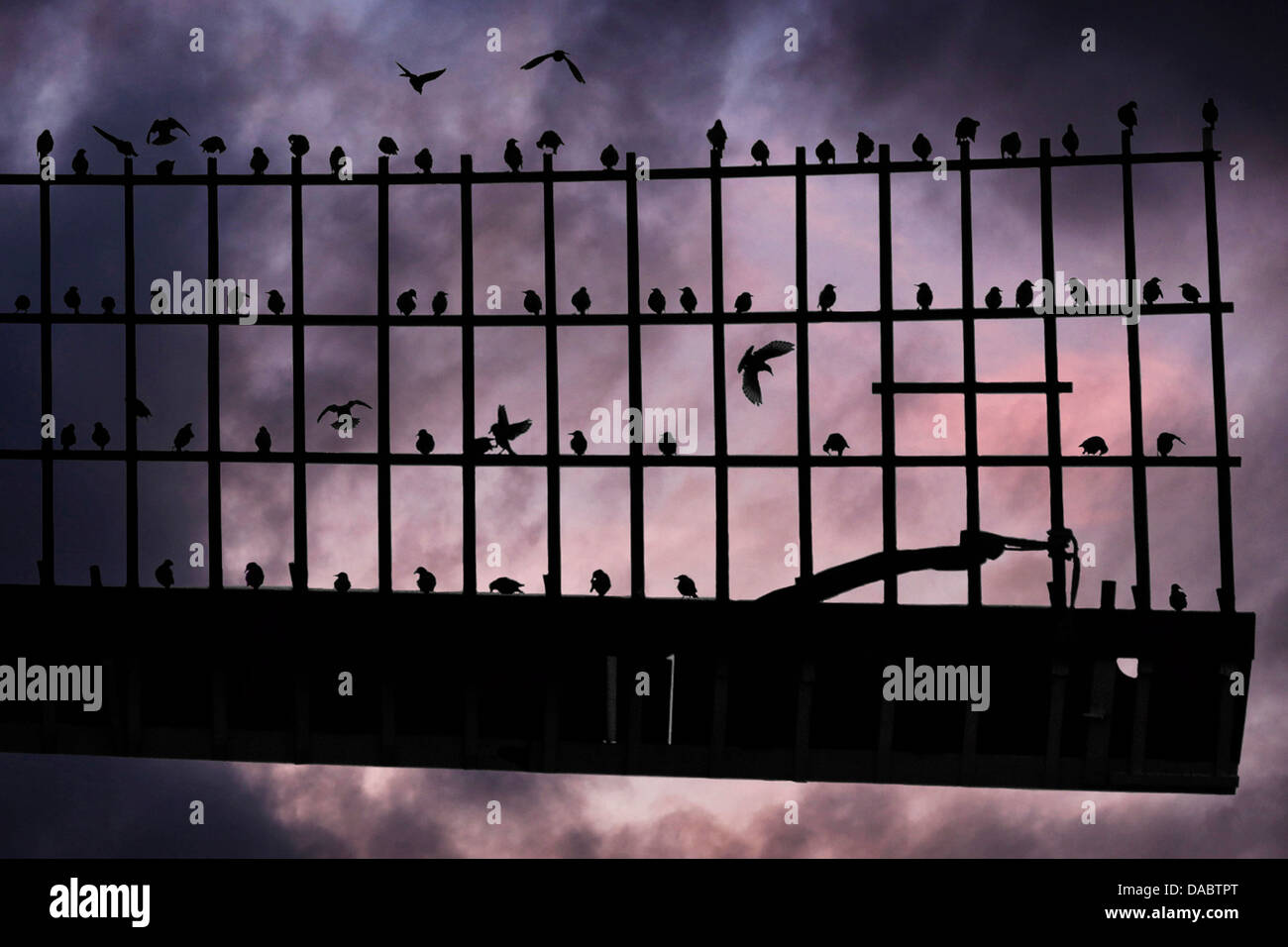 Birds roosting hi-res stock photography and images - Alamy