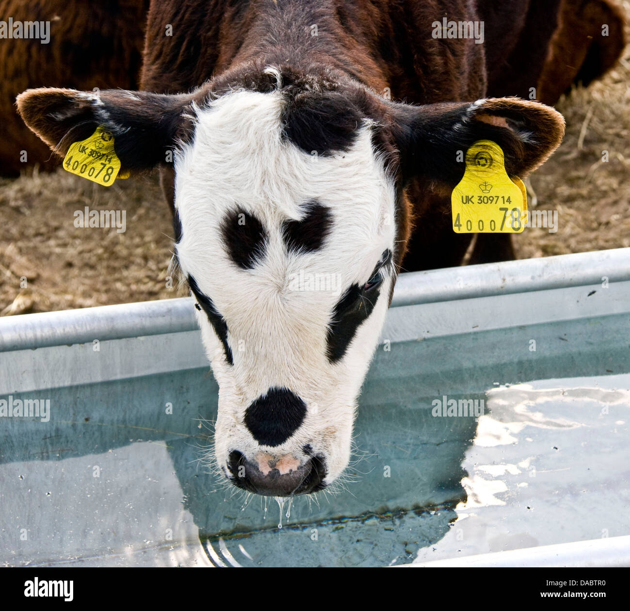 Young calf with identification tags in ears drinking from a water ...