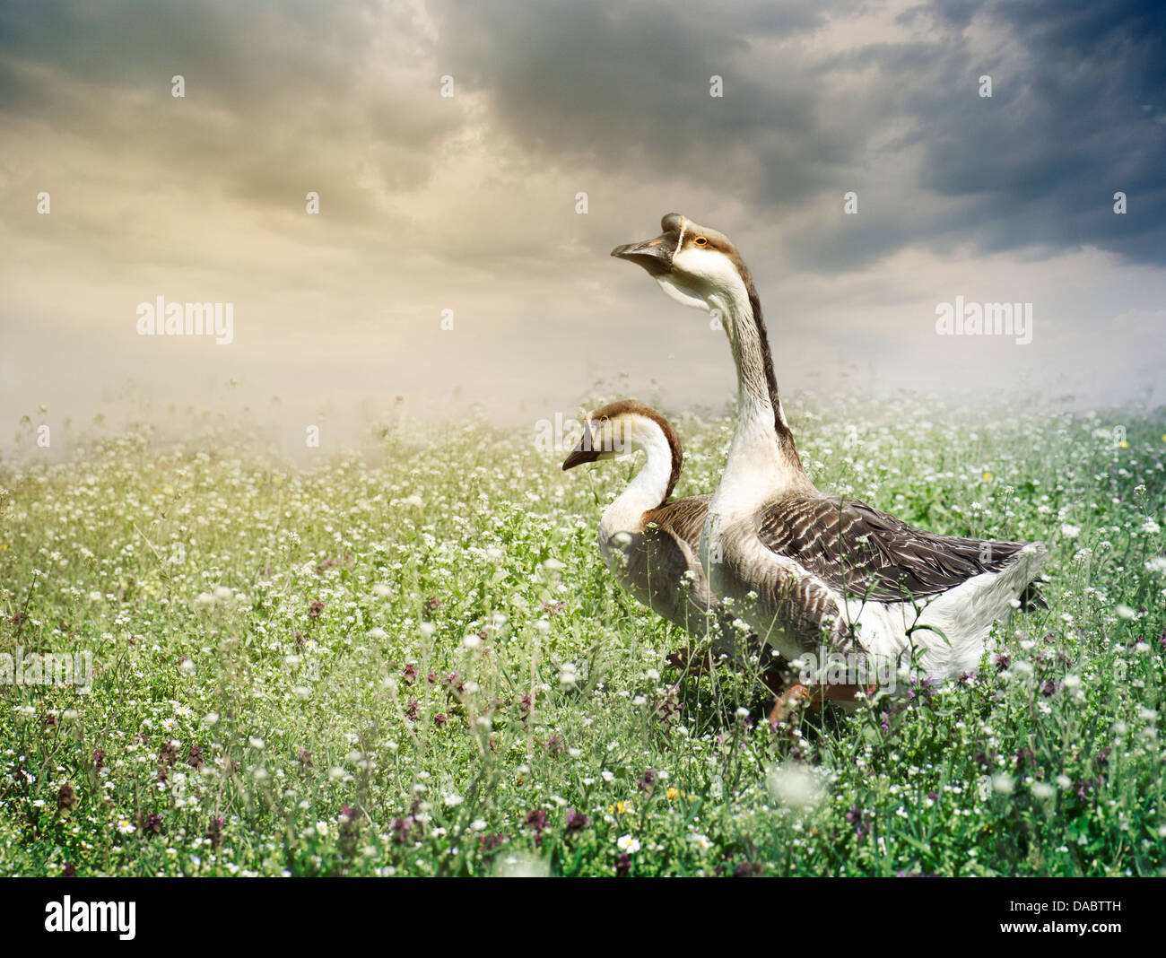 Two geese in the field Stock Photo - Alamy
