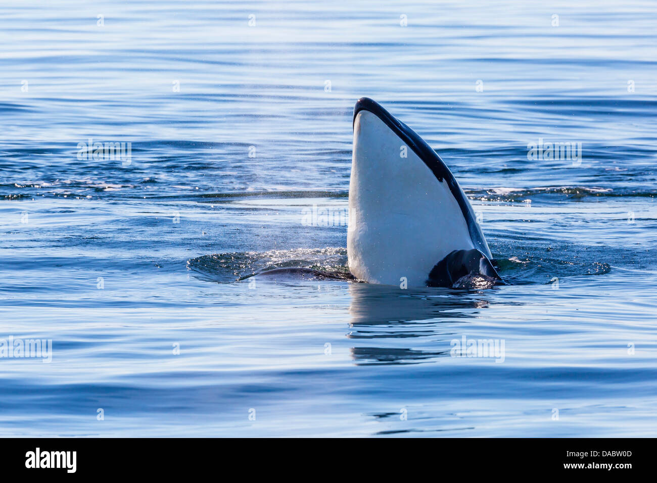 Killer whale, Orcinus orca, spy-hopping in Cattle Pass, San Juan Island ...