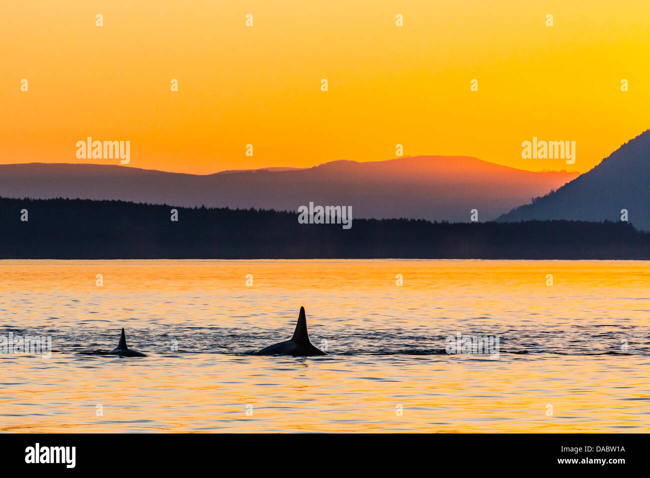 Transient killer whales (Orcinus orca) surfacing at sunset, Haro Strait ...