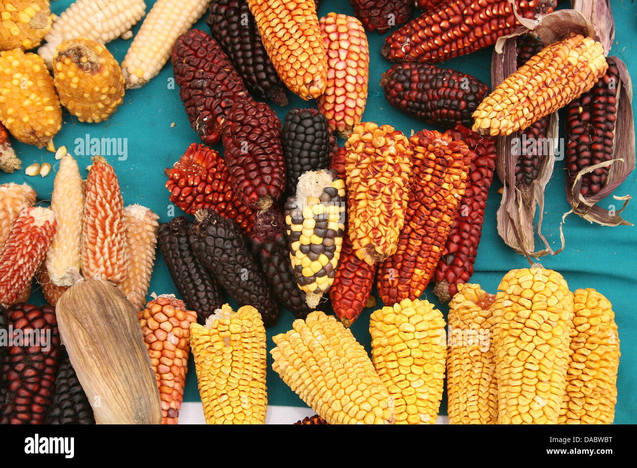 Cobs of Corn in various colors for sale at the outdoor food market in ...
