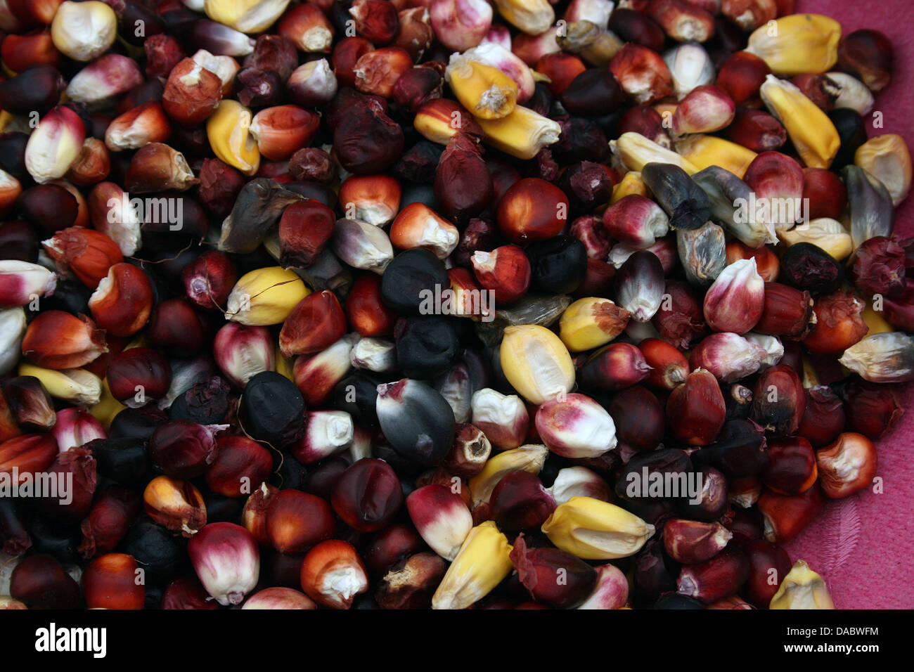 Cobs of Corn in various colors for sale at the outdoor food market in ...