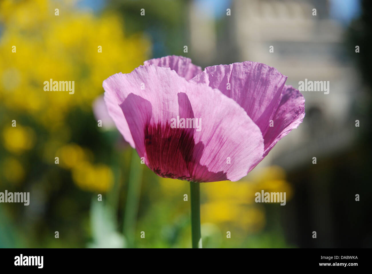 Purple poppy hi-res stock photography and images - Alamy
