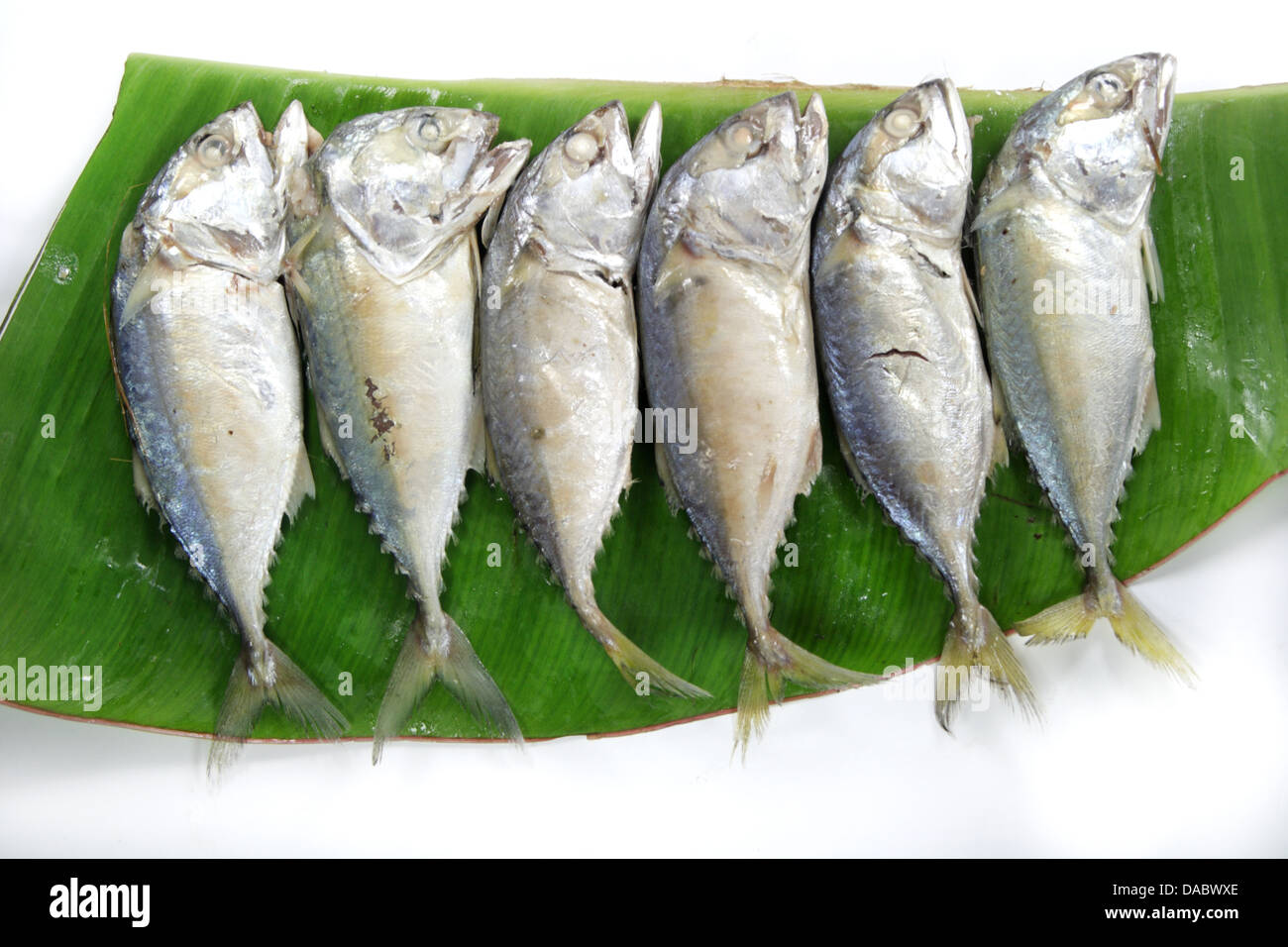 Pla Tuu , Thai mackerel fish Stock Photo - Alamy