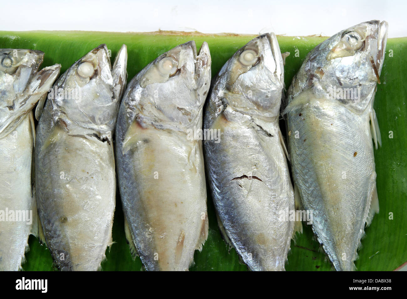 Pla Tuu , Thai mackerel fish Stock Photo - Alamy