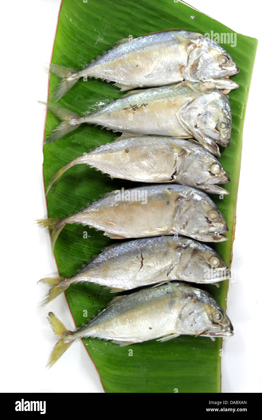 Pla Tuu , Thai mackerel fish Stock Photo - Alamy