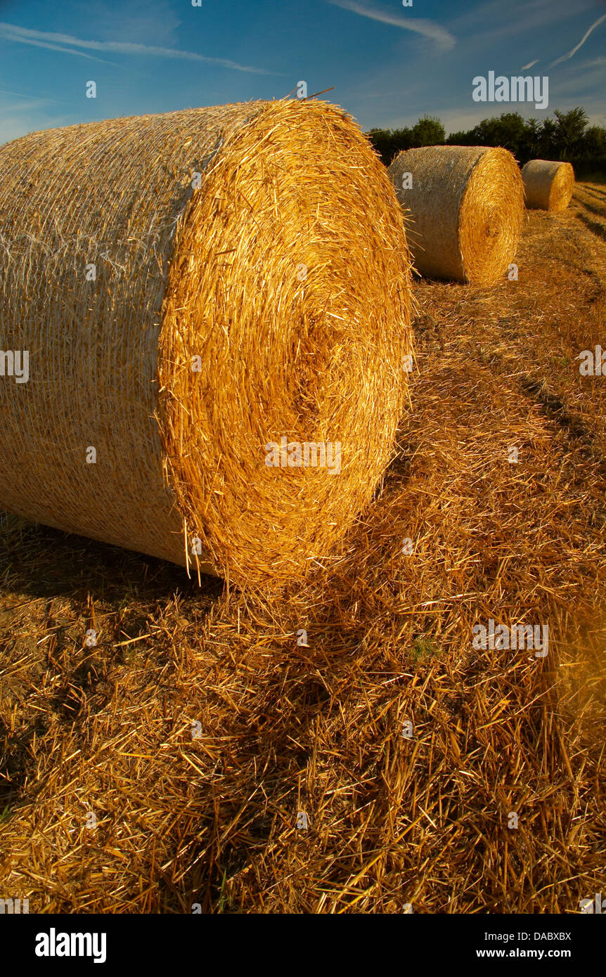 Straw bales on field in hi-res stock photography and images - Alamy