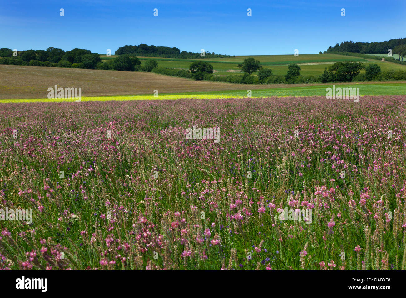 Sainfoin Onobrychis viciifolia crop growing mid summer Norfolk Stock ...