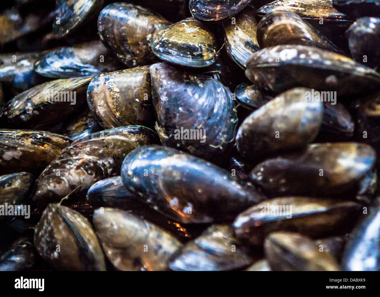 Mussels seafood hi-res stock photography and images - Alamy