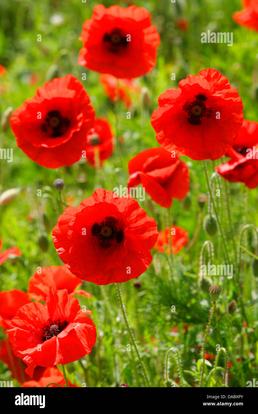 UK, England, Isle of Wight, Sandown, flower, Poppies Stock Photo - Alamy