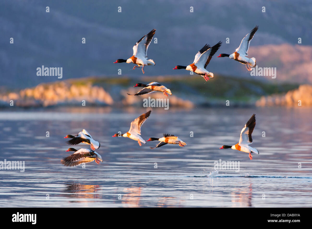 Flying Shelducks High Resolution Stock Photography and Images - Alamy
