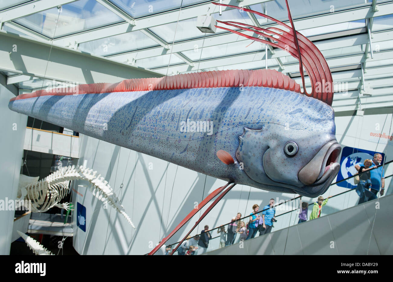 Rare Giant Oarfish