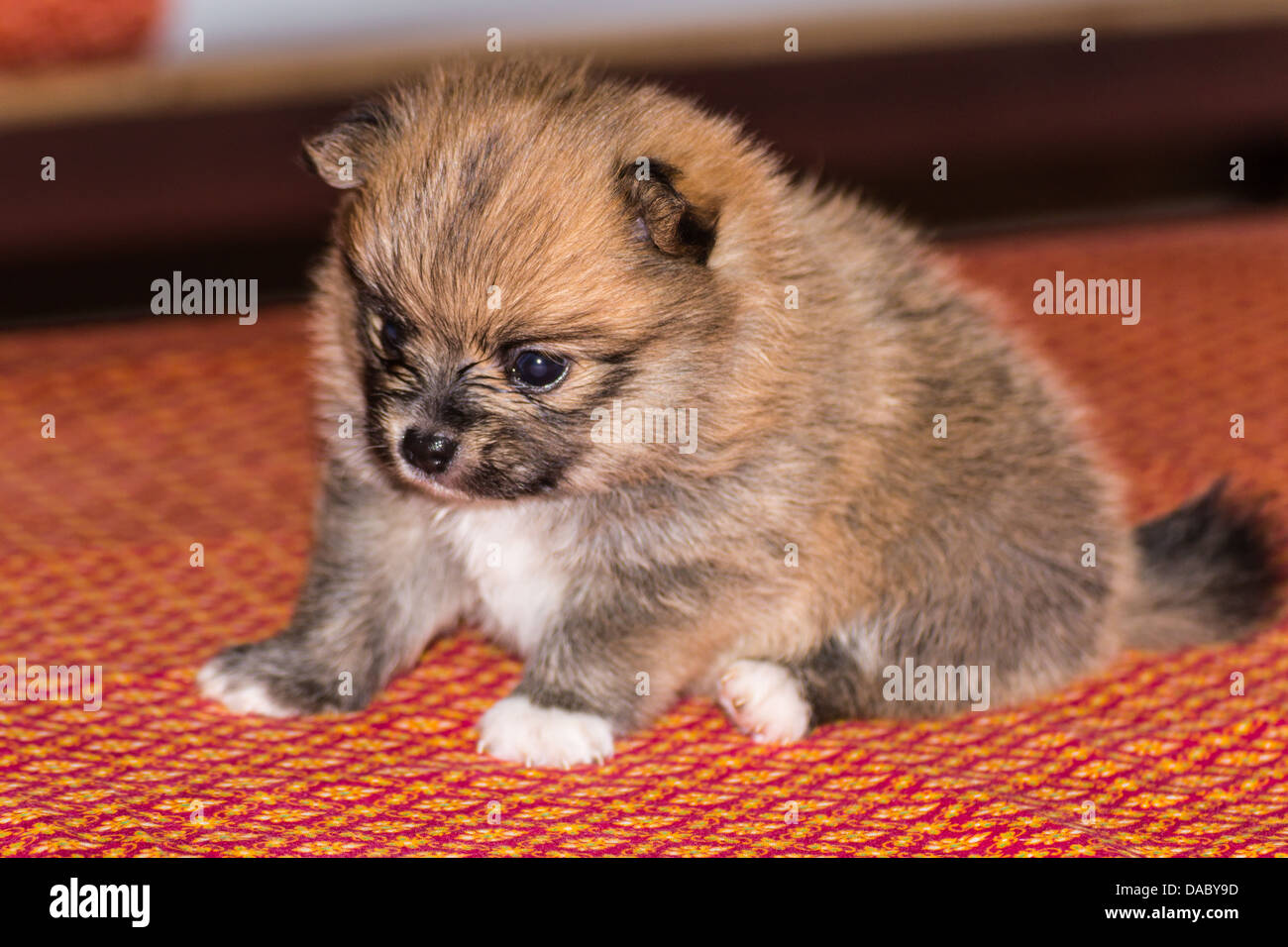 Little fluffy Pomeranian puppy Stock Photo - Alamy