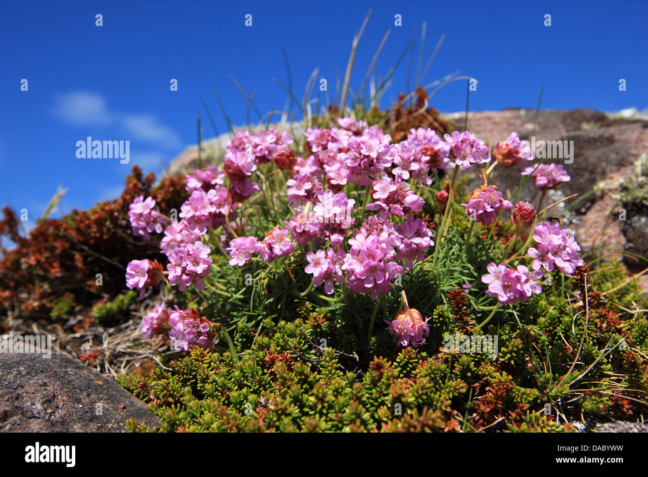 Wild flowers scotland coast hi-res stock photography and images - Alamy