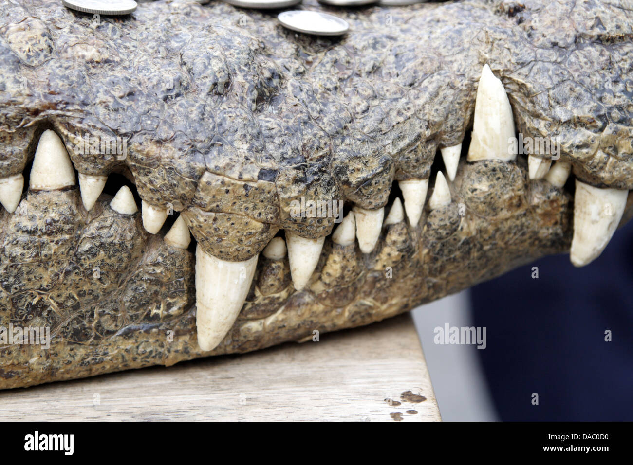 Crocodile tooth hi-res stock photography and images - Alamy