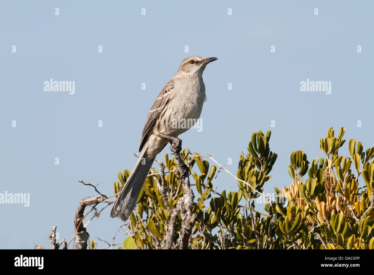To kill a mockingbirds hi-res stock photography and images - Alamy