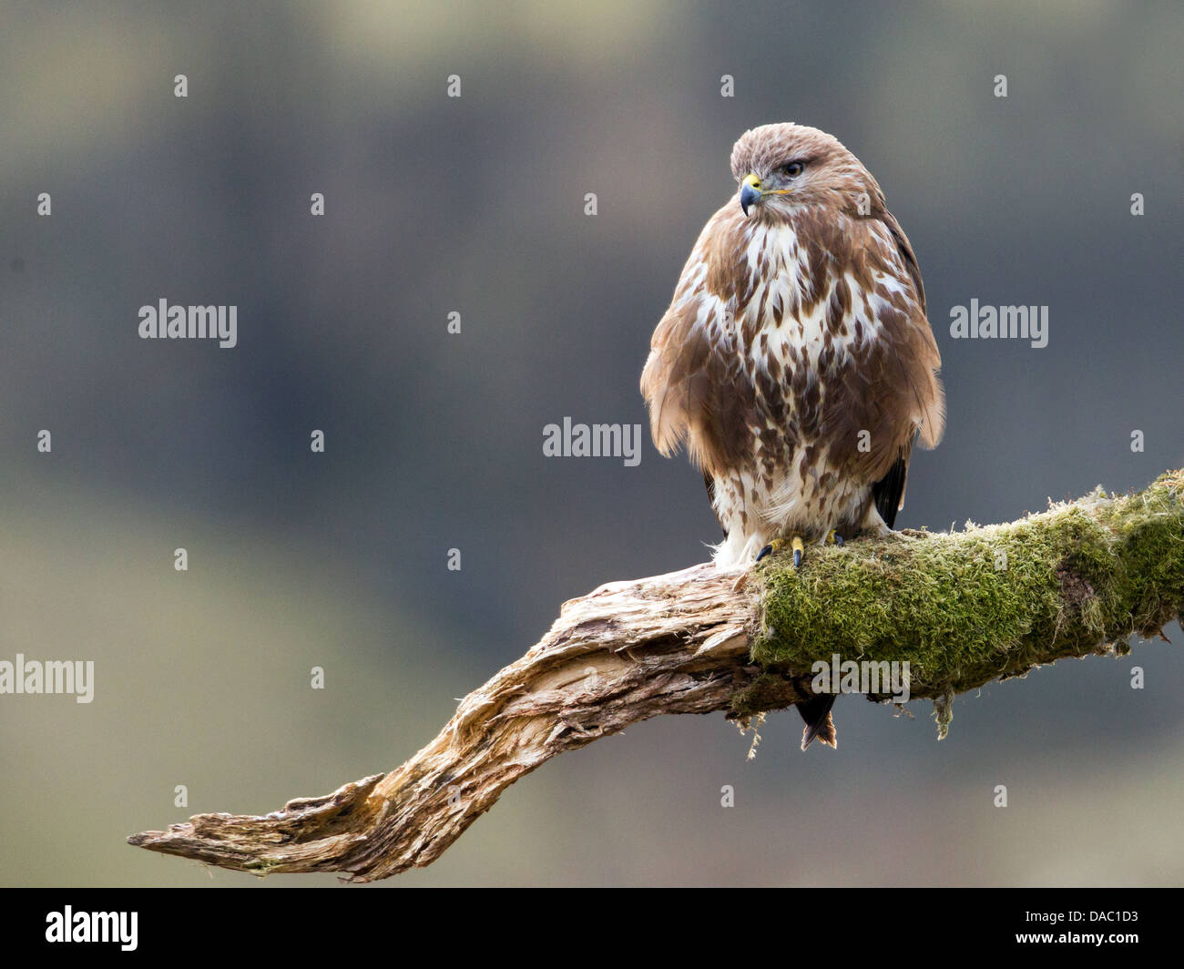 Buzzard scotland hi-res stock photography and images - Alamy