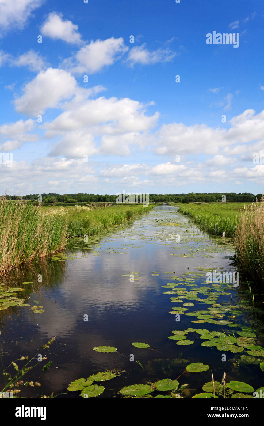 A dyke with Yellow Water-lilies bisecting grazing marshes at Buckenham ...