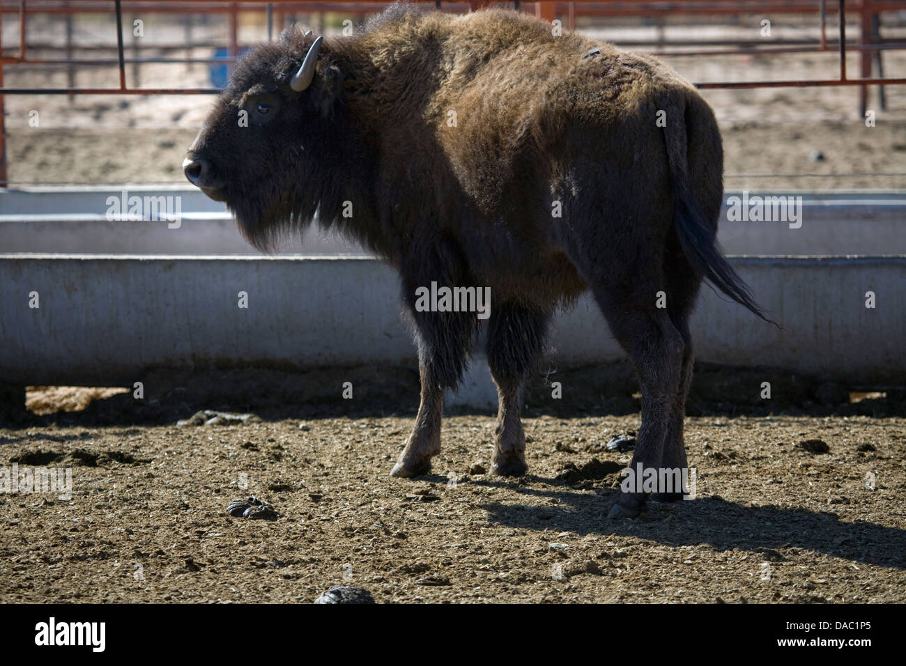 Chihuahua border hi-res stock photography and images - Alamy