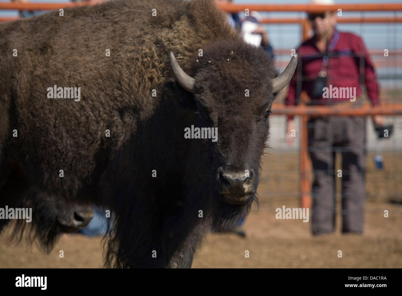 Bison wait to be transferred to Mexico in pens on the US side of the ...