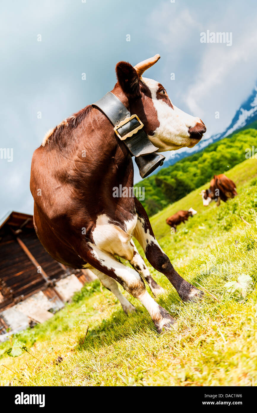 Cow, farm animal in the french alps, Abondance race cow, savy, beaufort ...