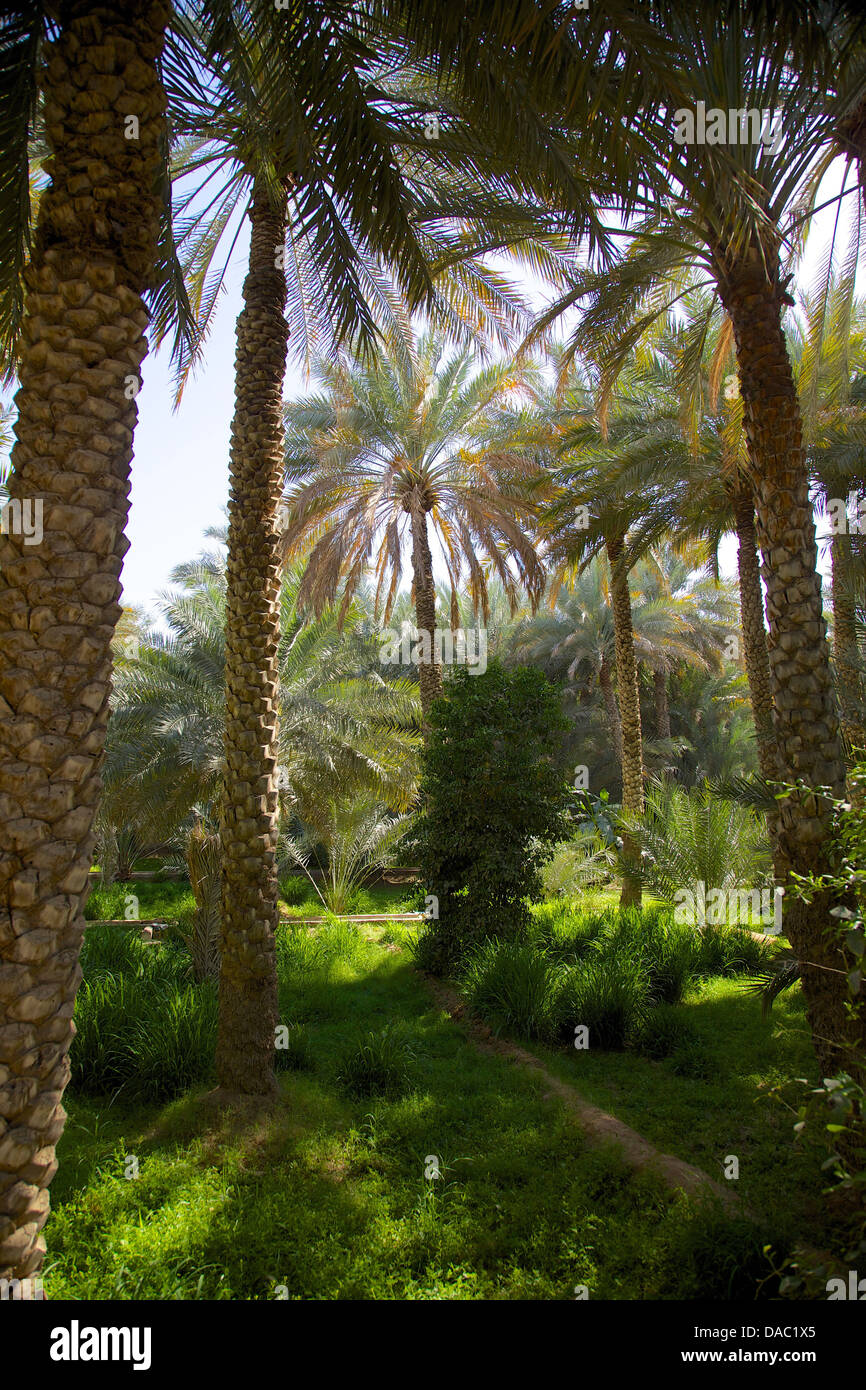 Oasis, Al Ain, Abu Dhabi, United Arab Emirates, Middle East Stock Photo ...