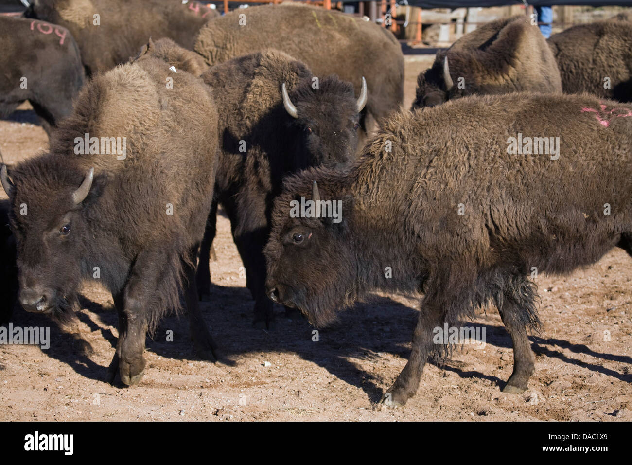 Bison in the corral at the El Uno Ecological Reverve in the Janos ...