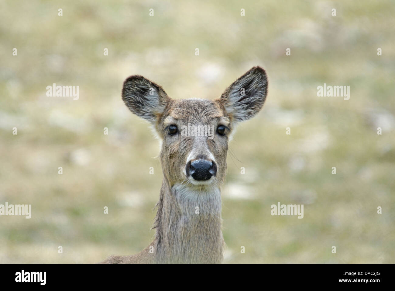 white tailed deer head ears nose neck Stock Photo - Alamy
