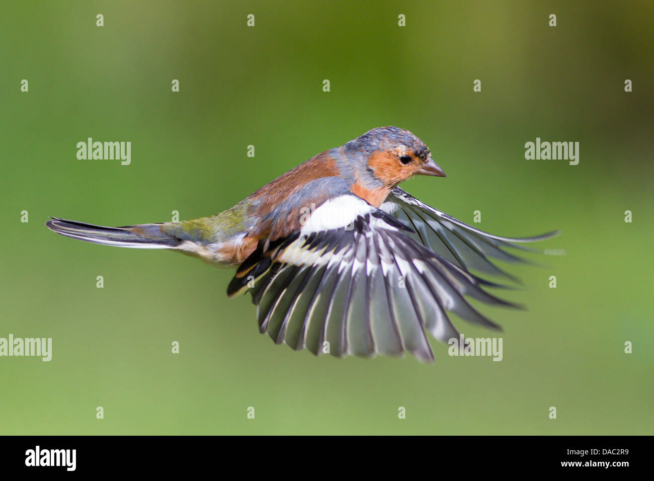 Chaffinch flying hi-res stock photography and images - Alamy