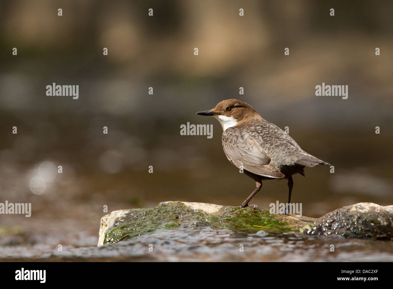 Dipper on rocks in river Stock Photo - Alamy