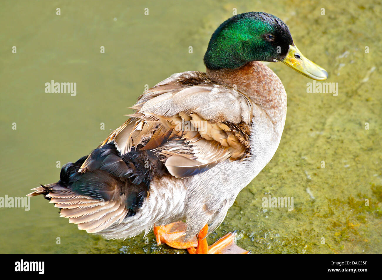 Spotted duck hi-res stock photography and images - Alamy